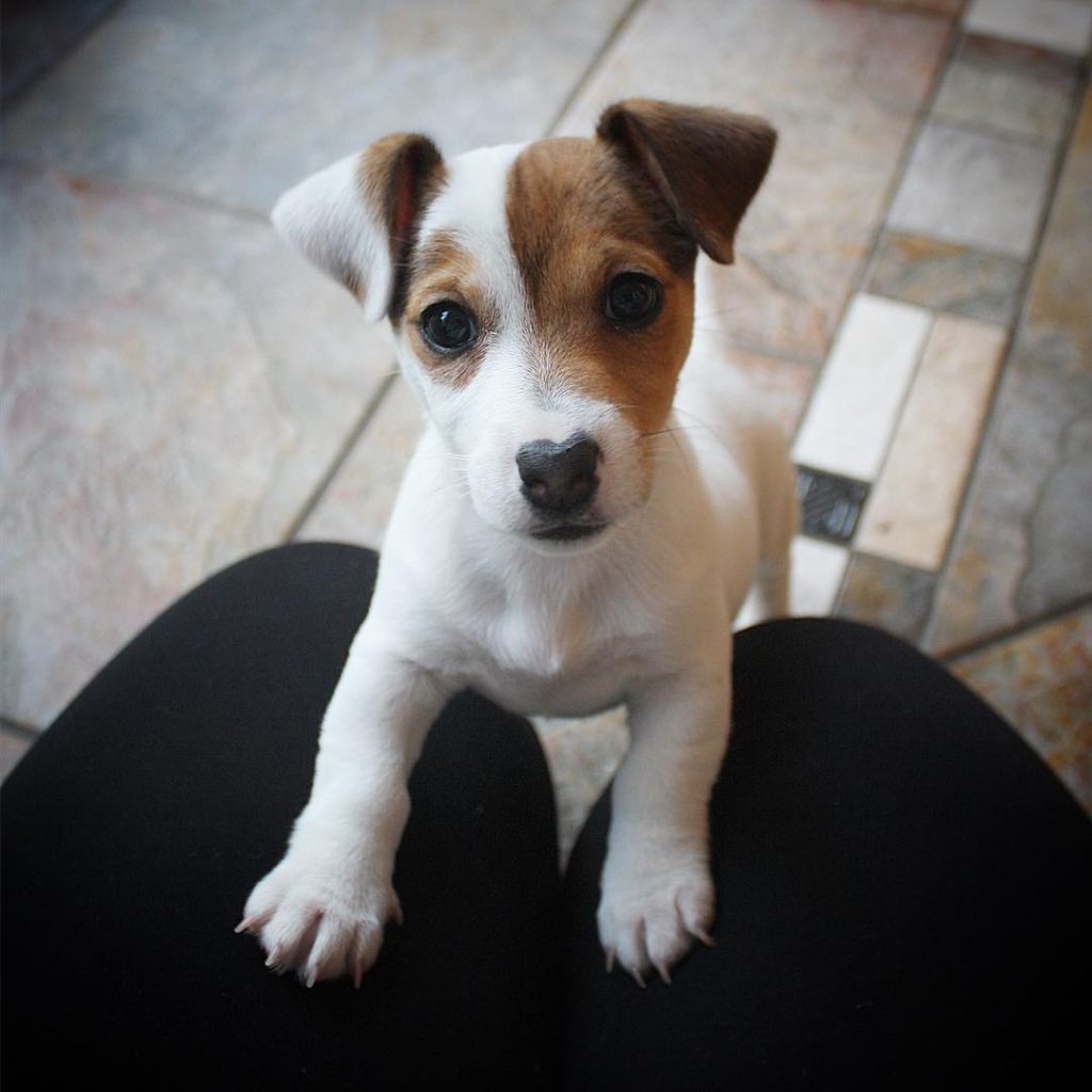 Smith’s Jack Russel Puppy – Jack Russel Puppy